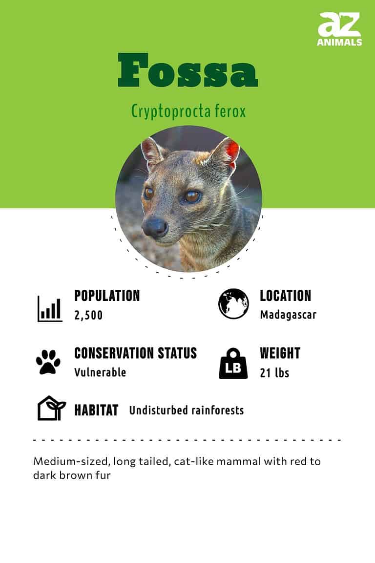 Fossa Animal Facts - Cryptoprocta ferox - A-Z Animals