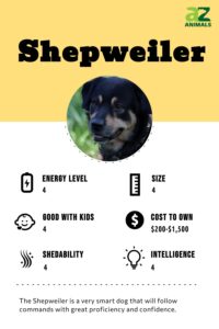 Shepweiler Dog Breed Complete Guide - A-Z Animals