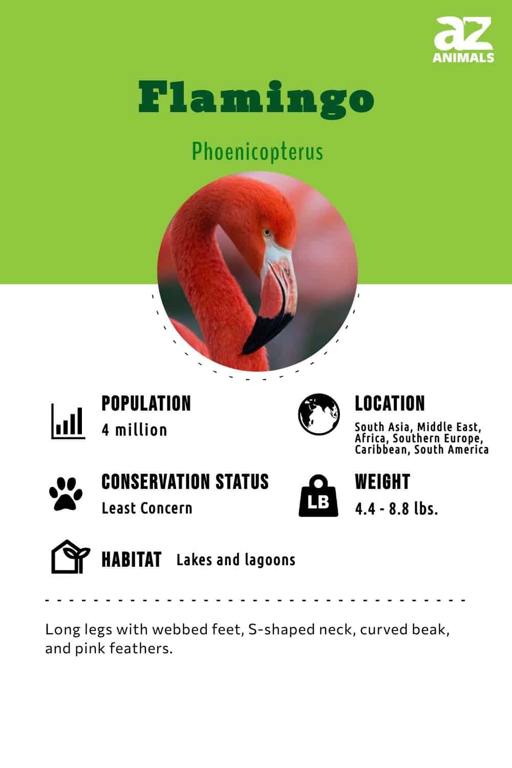 Flamingo Bird Facts - A-Z Animals
