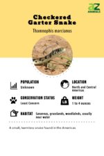 Checkered Garter Snake Animal Facts - Thamnophis marcianus - A-Z Animals