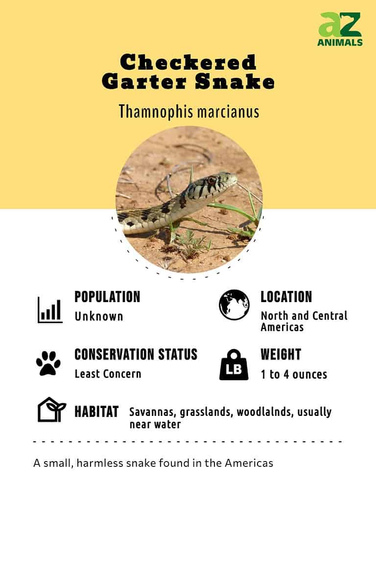 Checkered Garter Snake Animal Facts - Thamnophis marcianus - A-Z Animals