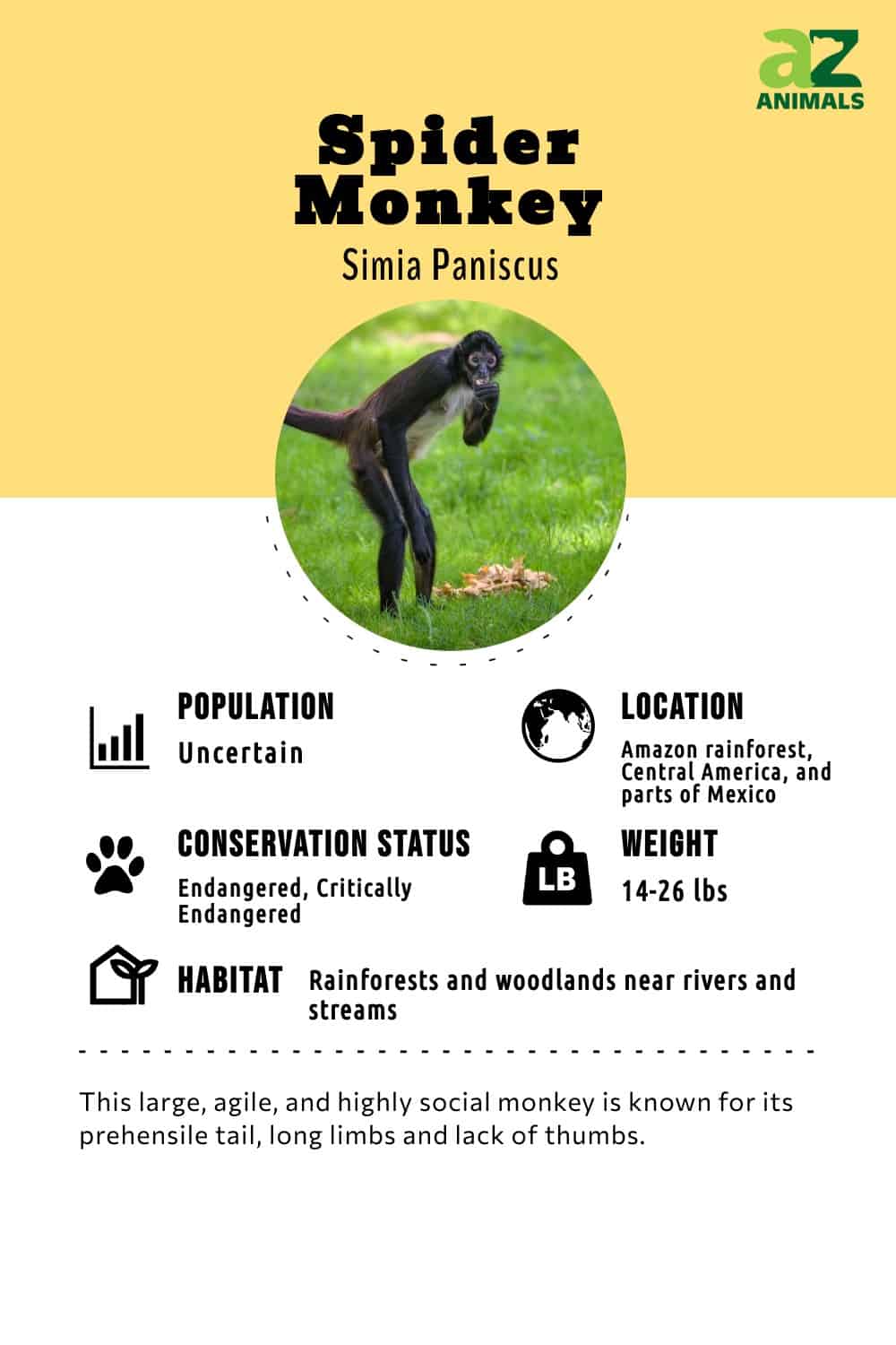 Spider Monkey Animal Facts - Ateles - A-Z Animals