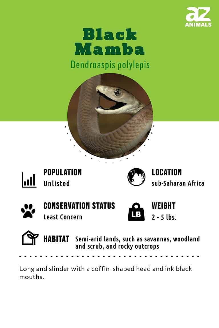 Black Mamba Animal Facts - D. polylepis - A-Z Animals