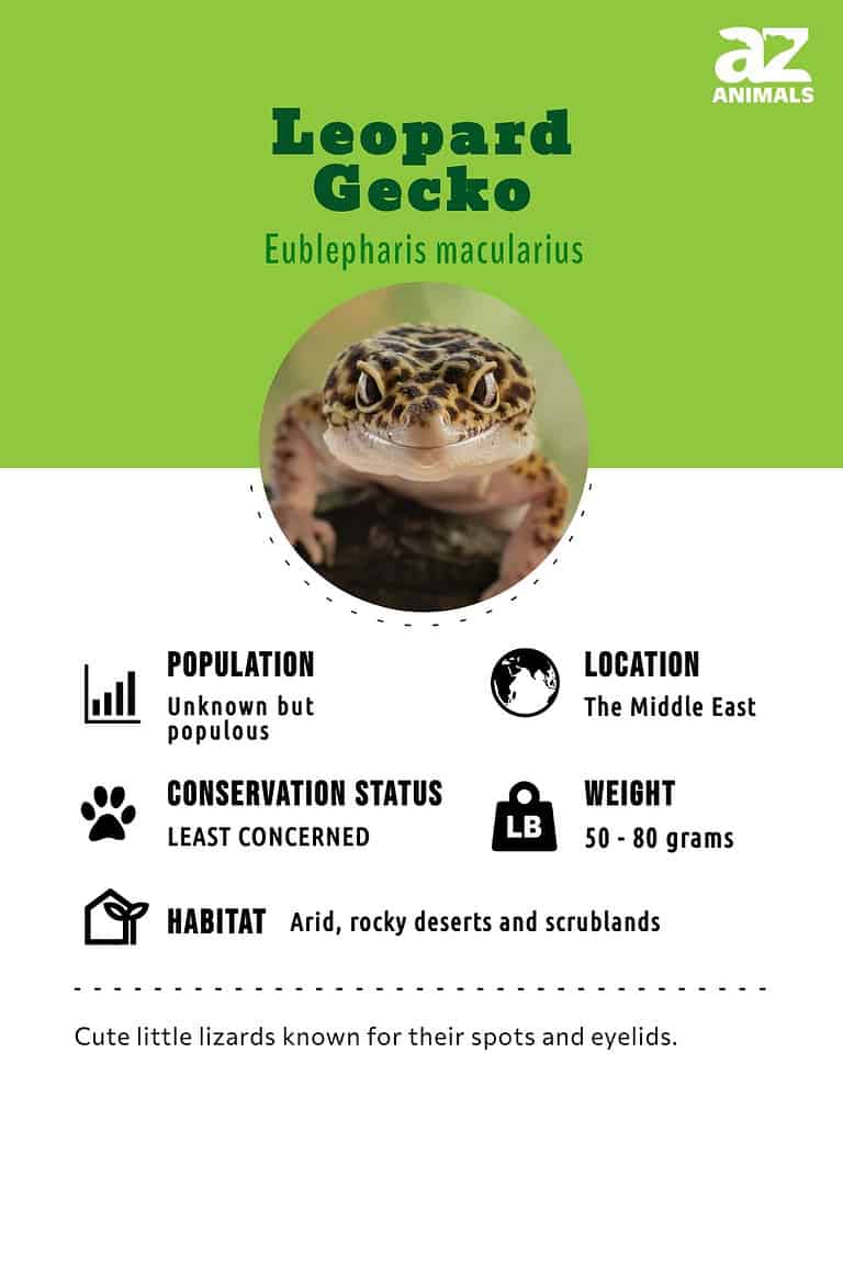 Leopard Gecko Animal Facts - Eublepharis macularius - A-Z Animals