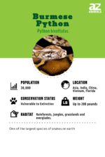 Burmese Python Animal Facts - Python bivittatus - A-Z Animals