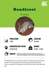 Bandicoot Animal Facts - Peramelemorphia - A-Z Animals