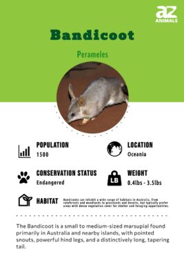 Bandicoot Animal Facts - Peramelemorphia - A-Z Animals