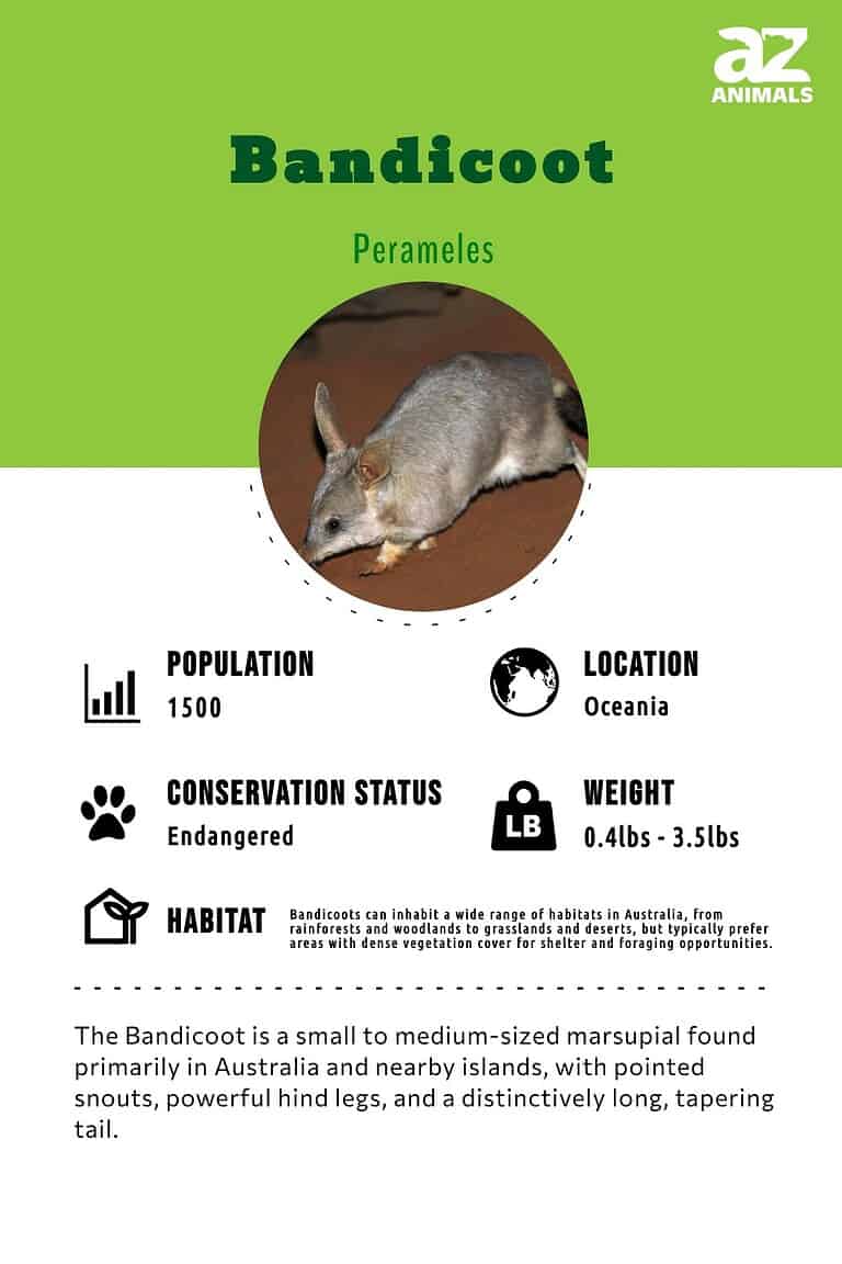 Bandicoot Animal Facts - Peramelemorphia - A-Z Animals