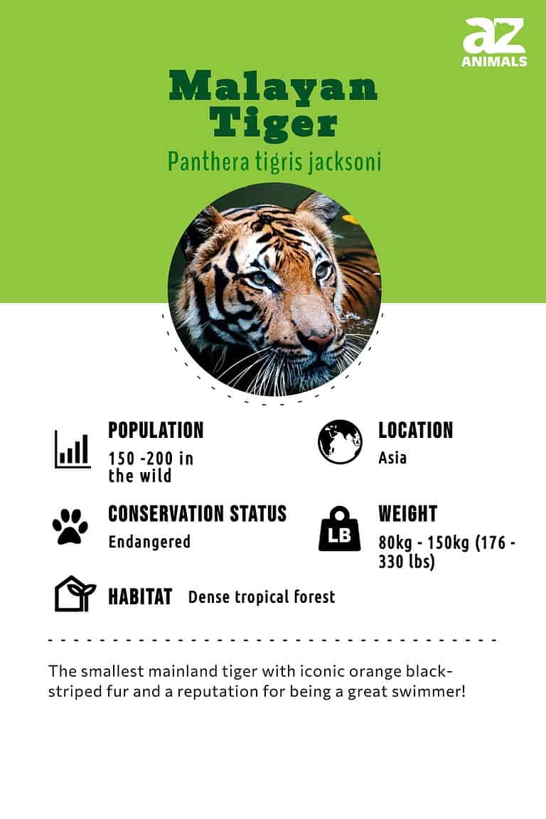 Malayan Tiger Animal Facts - Panthera Tigris Jacksoni - A-Z Animals