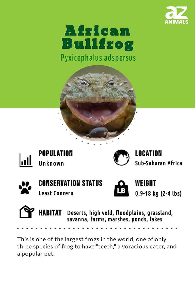 African Bullfrog Animal Facts - Pyxicephalus adspersus - A-Z Animals
