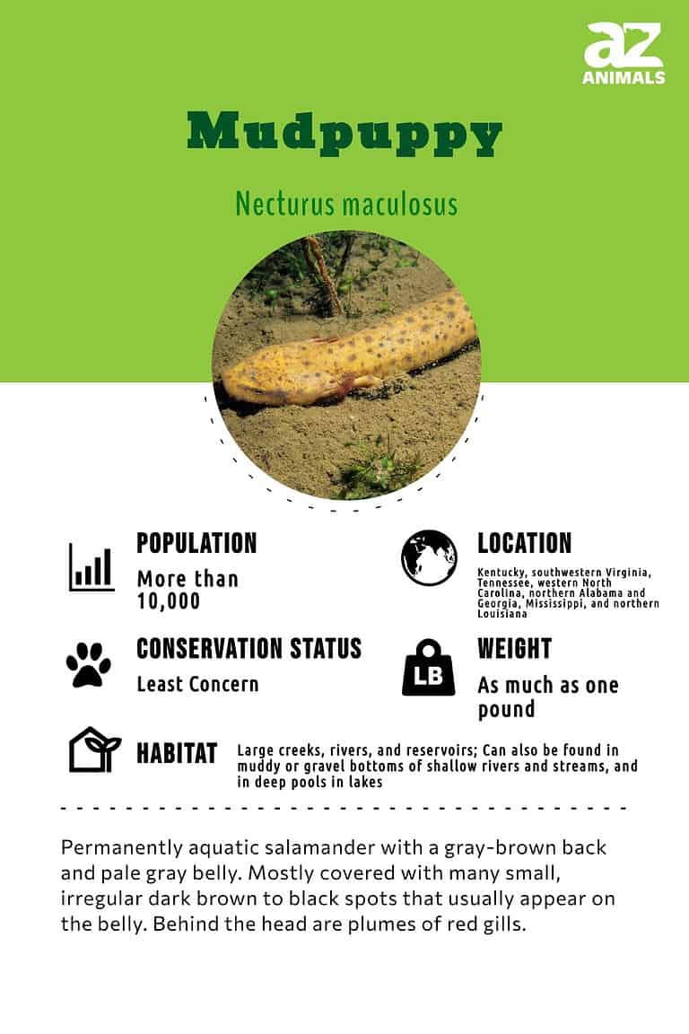 Mudpuppy Animal Facts - Necturus maculosus - A-Z Animals