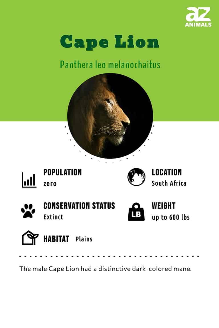 Cape Lion Animal Facts - Panthera leo melanochaitus - A-Z Animals