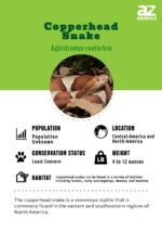 Copperhead Animal Facts - Agkistrodon contortrix contortrix - A-Z Animals