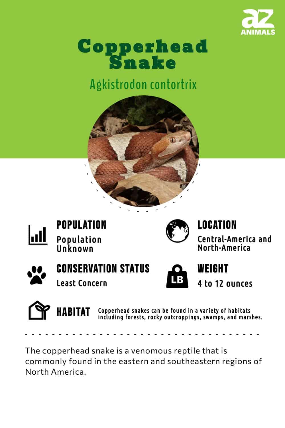 Copperhead Animal Facts - Agkistrodon contortrix - A-Z Animals