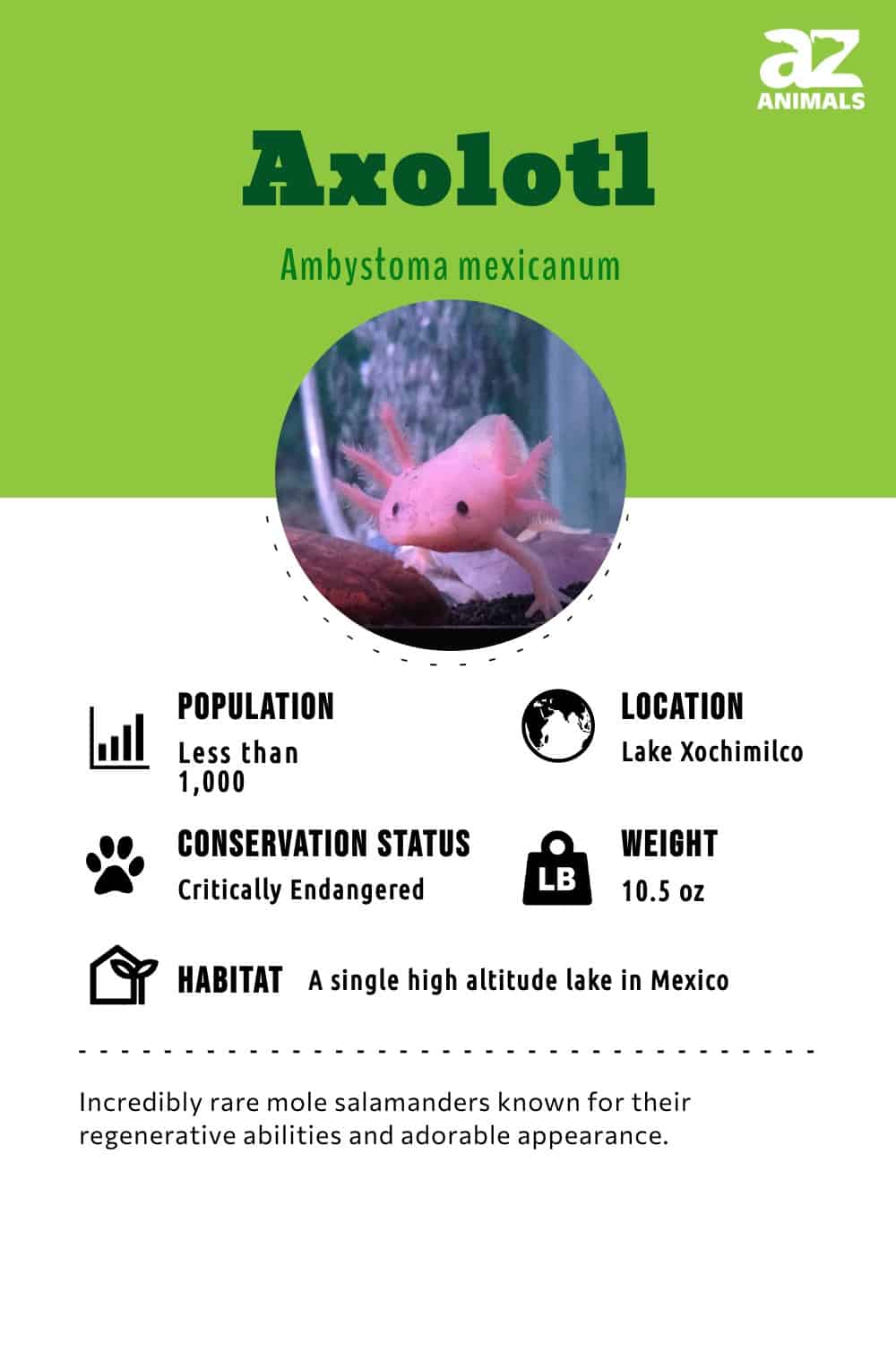 Axolotl Animal Facts - Ambystoma mexicanum - A-Z Animals