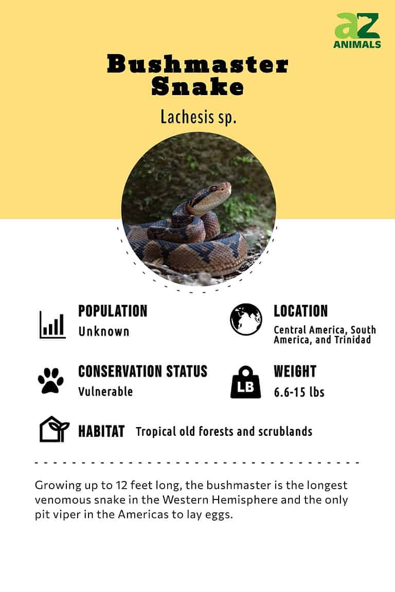 Bushmaster Snake Animal Facts - Lachesis sp. - A-Z Animals