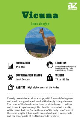 Vicuña Animal Facts - Vicugna vicugna - A-Z Animals