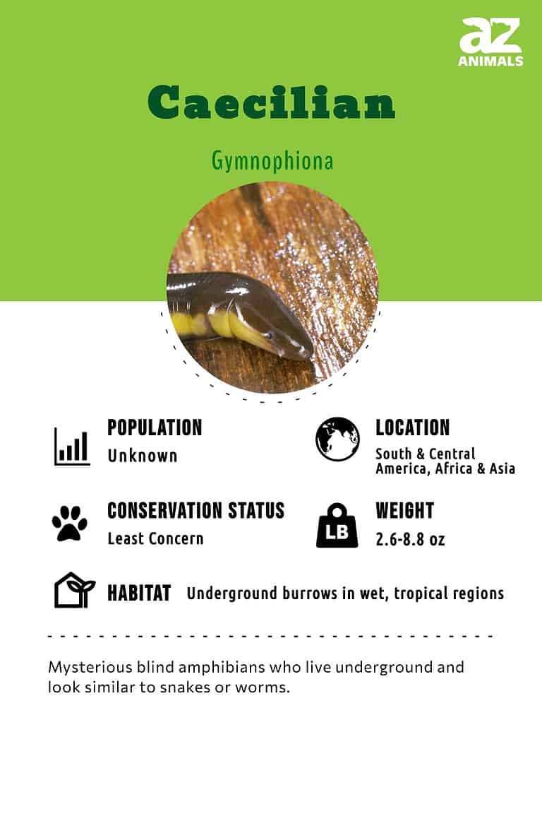 Caecilian Animal Facts - Apoda - A-Z Animals