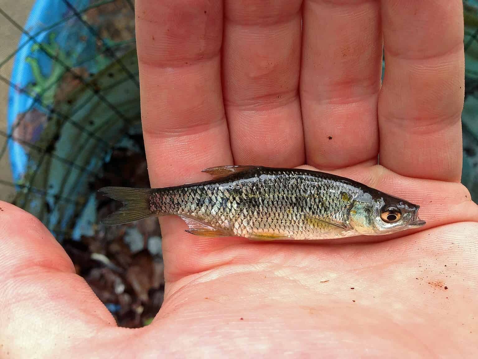 Golden Shiner Fish Facts - Notemigonus crysoleucas - A-Z Animals