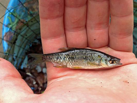 Golden Shiner Animal Facts - Notemigonus crysoleucas - A-Z Animals