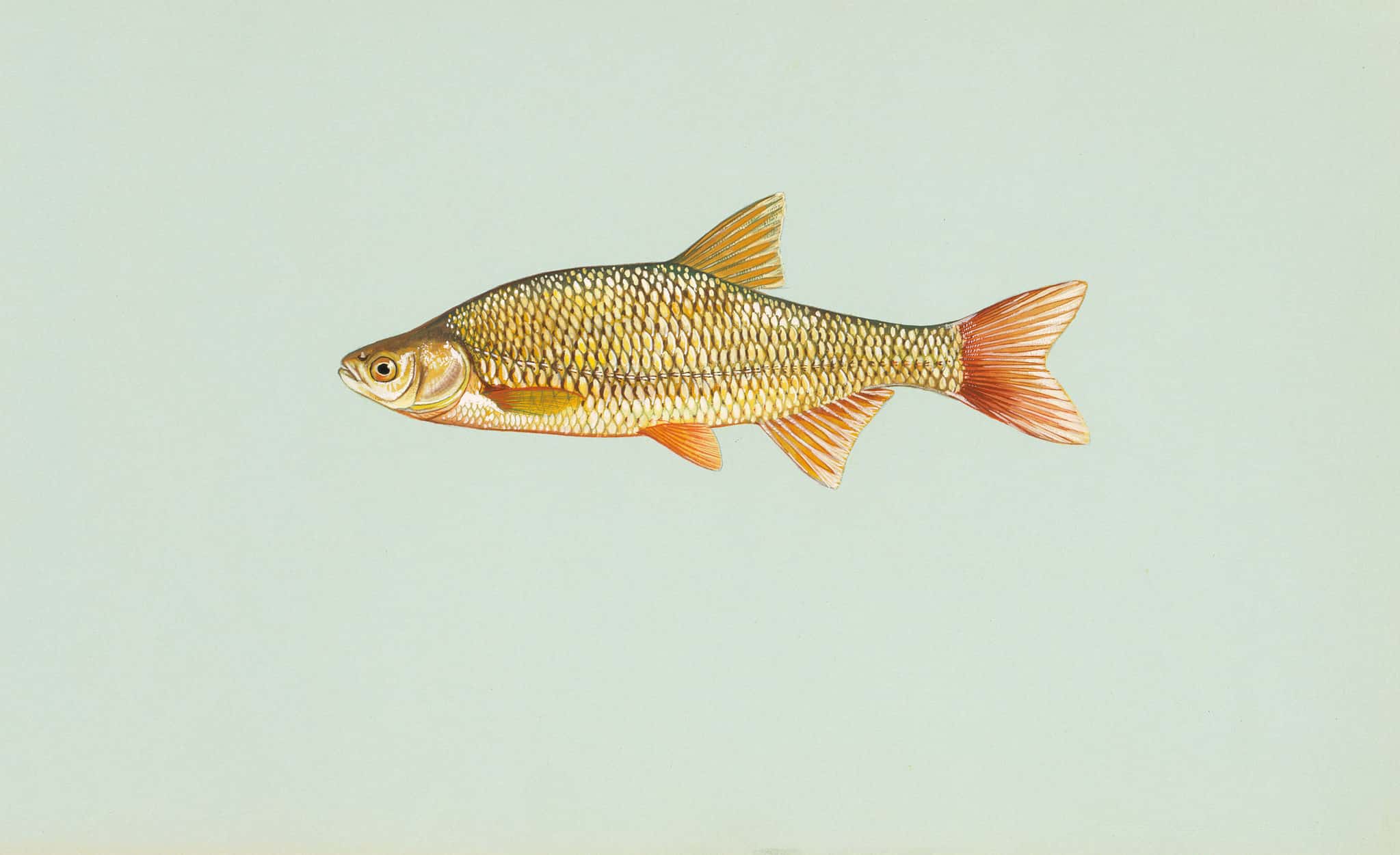 Golden Shiner Fish Facts - Notemigonus crysoleucas - A-Z Animals