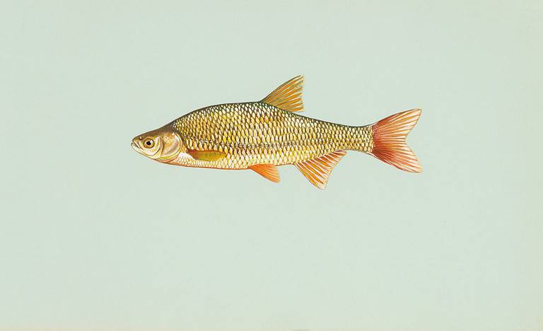 Golden Shiner Fish Facts - Notemigonus crysoleucas - A-Z Animals