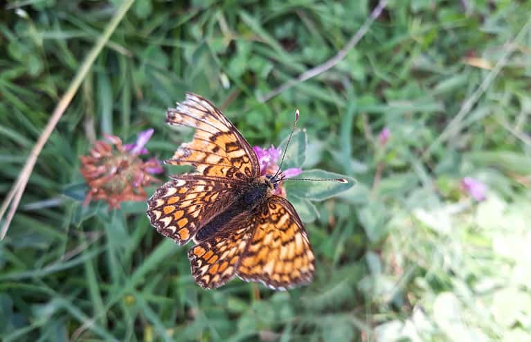 Discover 12 Amazing Butterflies That Live in Tennessee - A-Z Animals