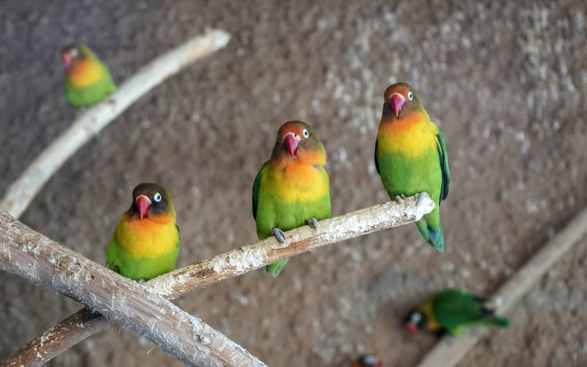 Discover Every Type Of Lovebird - A-Z Animals