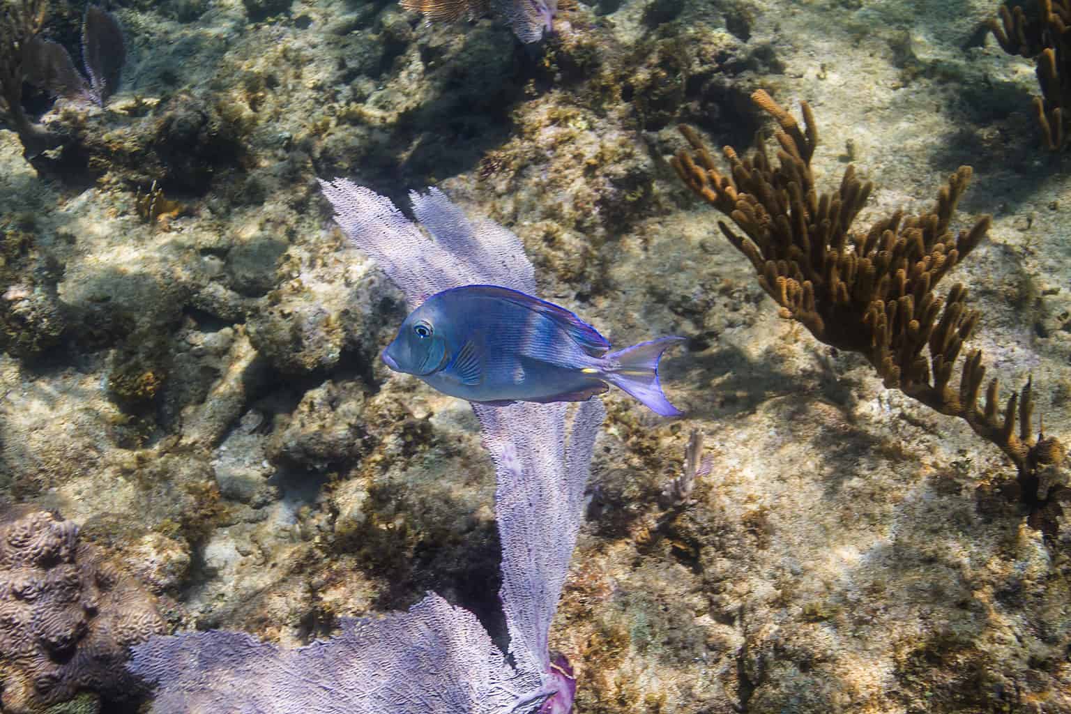 Blue Tang Animal Facts - Paracanthurus hepatus - A-Z Animals
