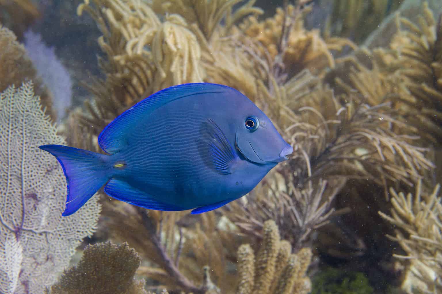 Blue Tang Fish Facts - Acanthurus coeruleus - A-Z Animals