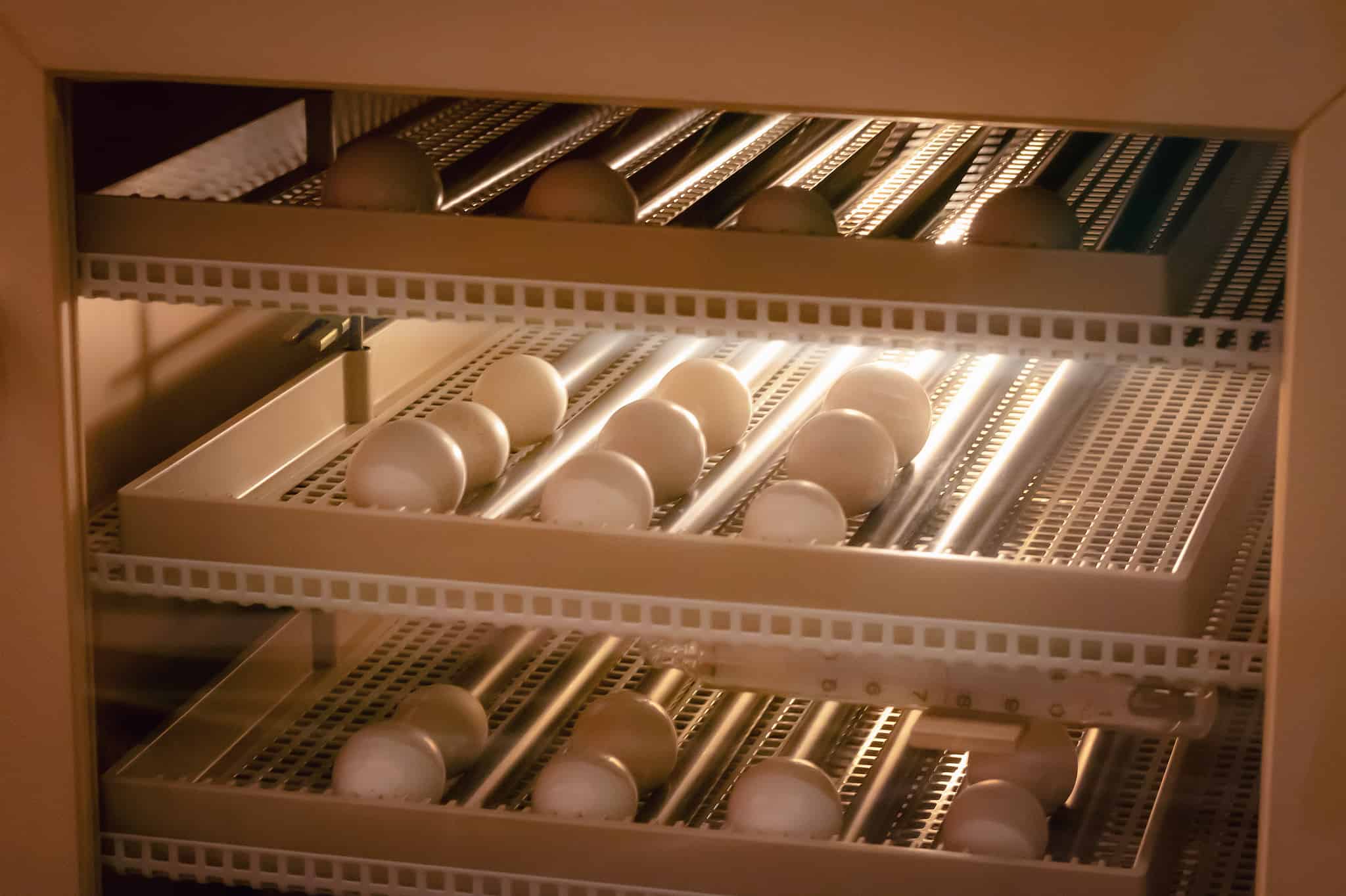 How to Hatch Chicken Eggs for Beginners - A-Z Animals