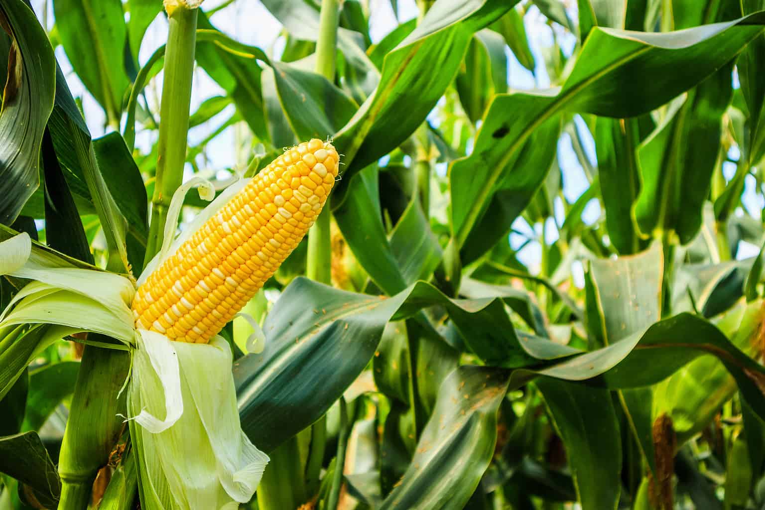 The 15 Best and Easiest Vegetables to Grow in Texas - A-Z Animals