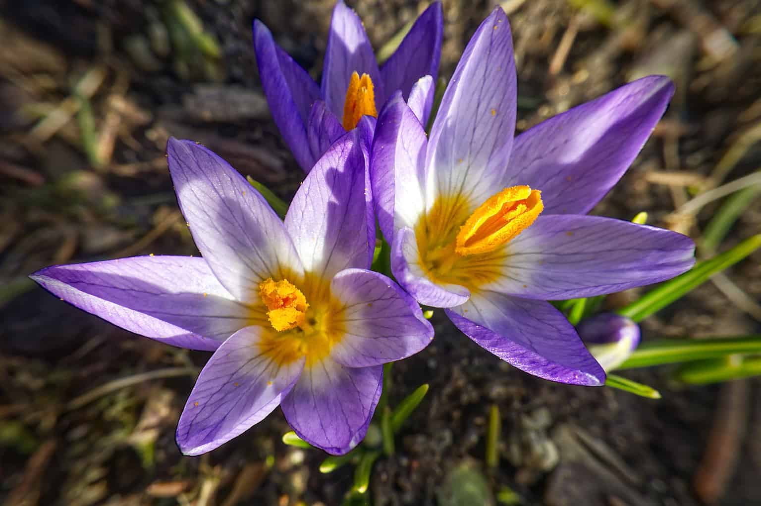 26 Types of Crocuses to Grow This Spring