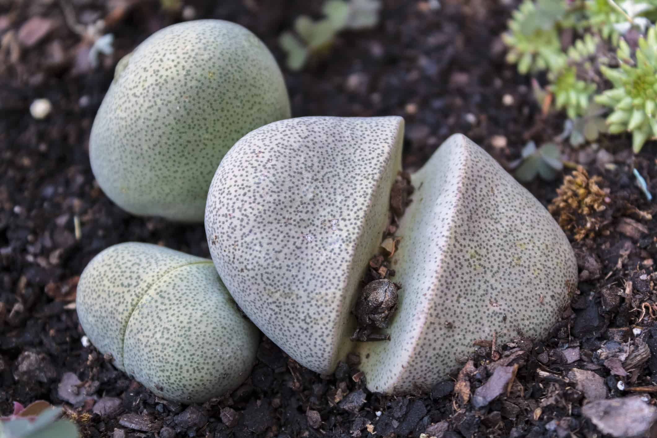 Split-Rock Succulent 101: Origins, Care, and Uses - A-Z Animals