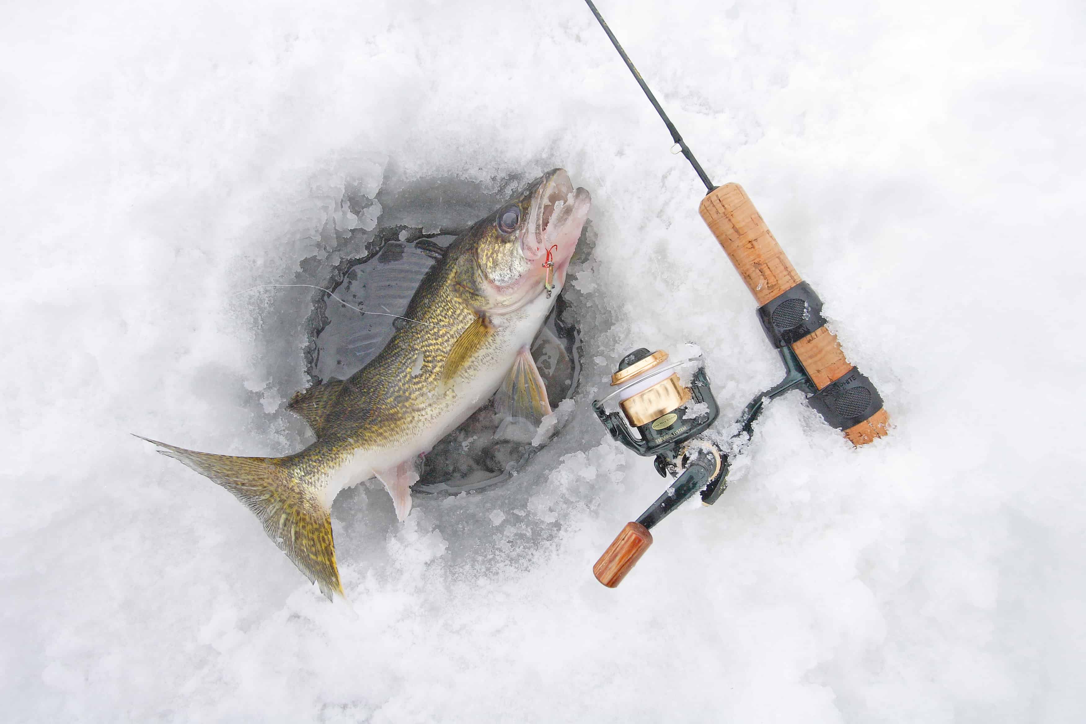 Minnesota Man Pulls Record-Breaking Fish from Two Feet of Ice - A-Z Animals