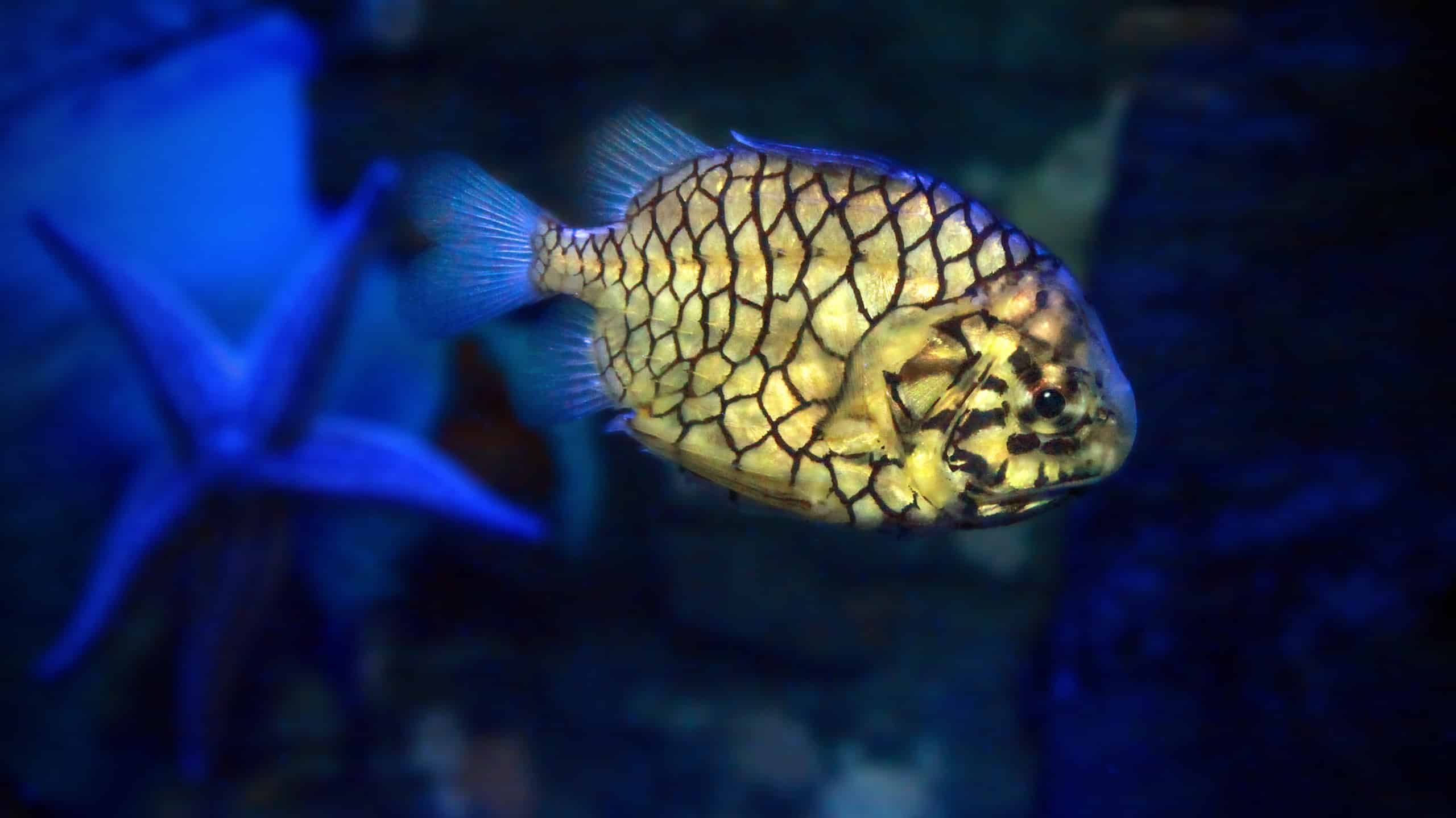 The Most Expensive Pet Fish to Insure and Why - A-Z Animals