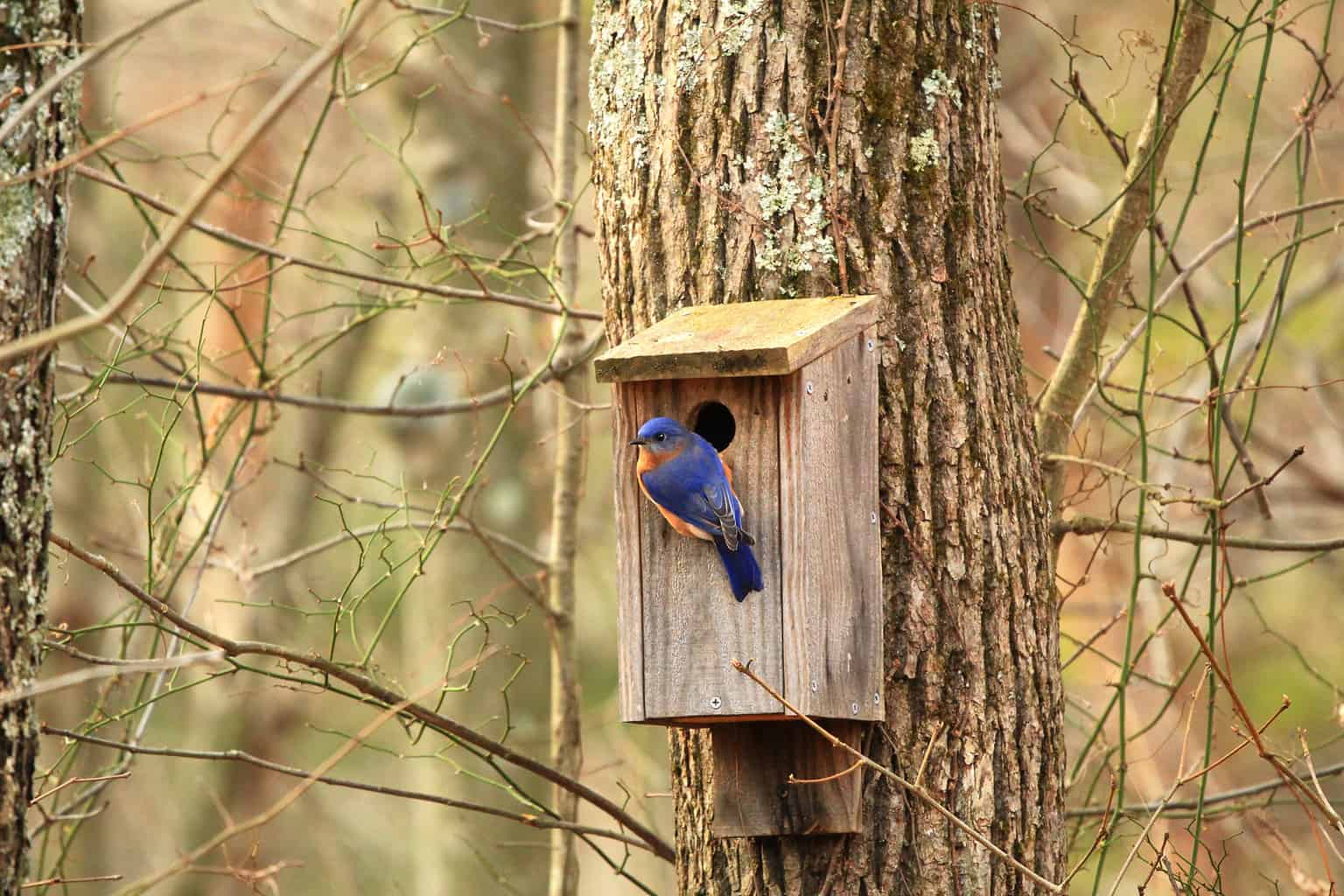 Eastern Bluebird Bird Facts - Sialia sialis - A-Z Animals