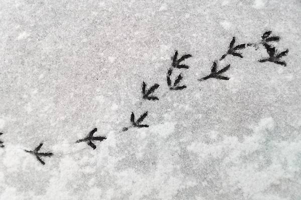 Bird Tracks: Identification Guide for Snow, Mud, and More - A-Z Animals