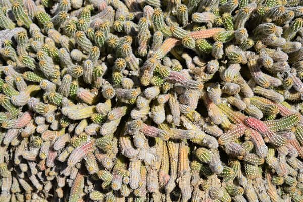 Peanut Cactus 101: Care and Growth Tips - A-Z Animals