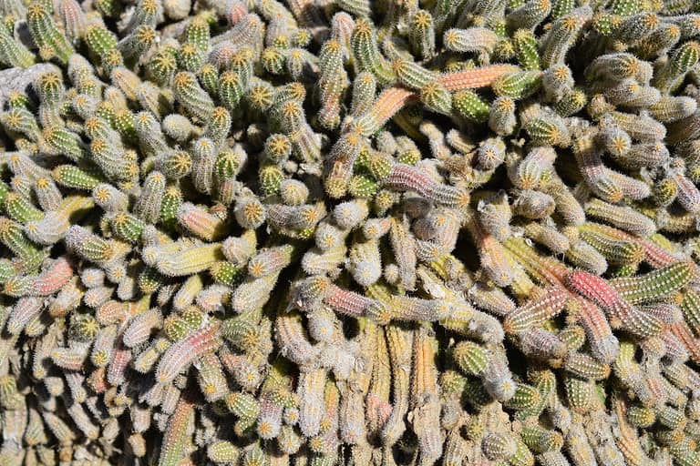 Peanut Cactus 101: Care and Growth Tips - A-Z Animals