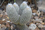 Old Man Cactus - A-Z Animals