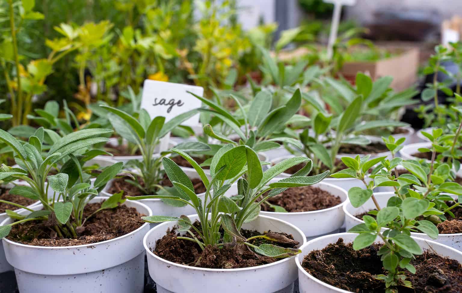 16 Rare Houseplants That Will Completely Transform Your Home - A-Z Animals