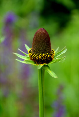 Discover 14 Gorgeous Green Spring Flowers - A-Z Animals