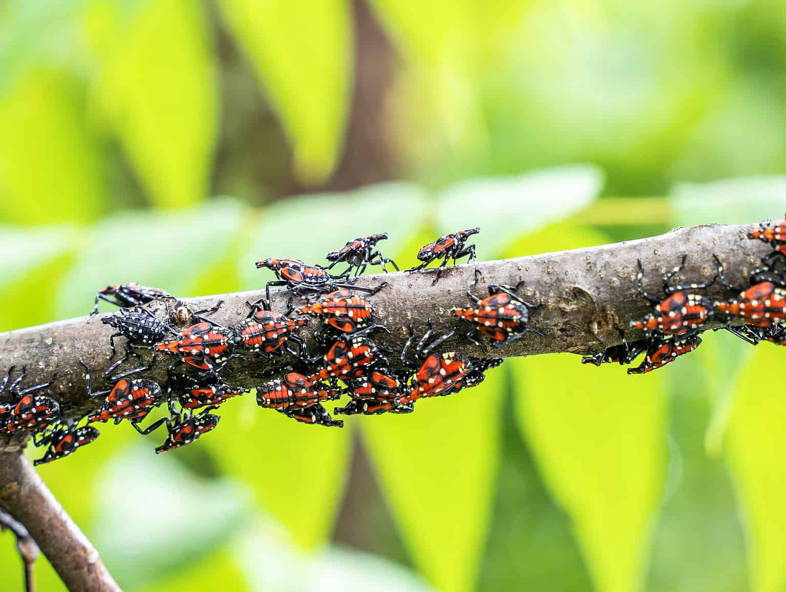 Building Effective Traps to Control Spotted Lanternfly Populations - A ...