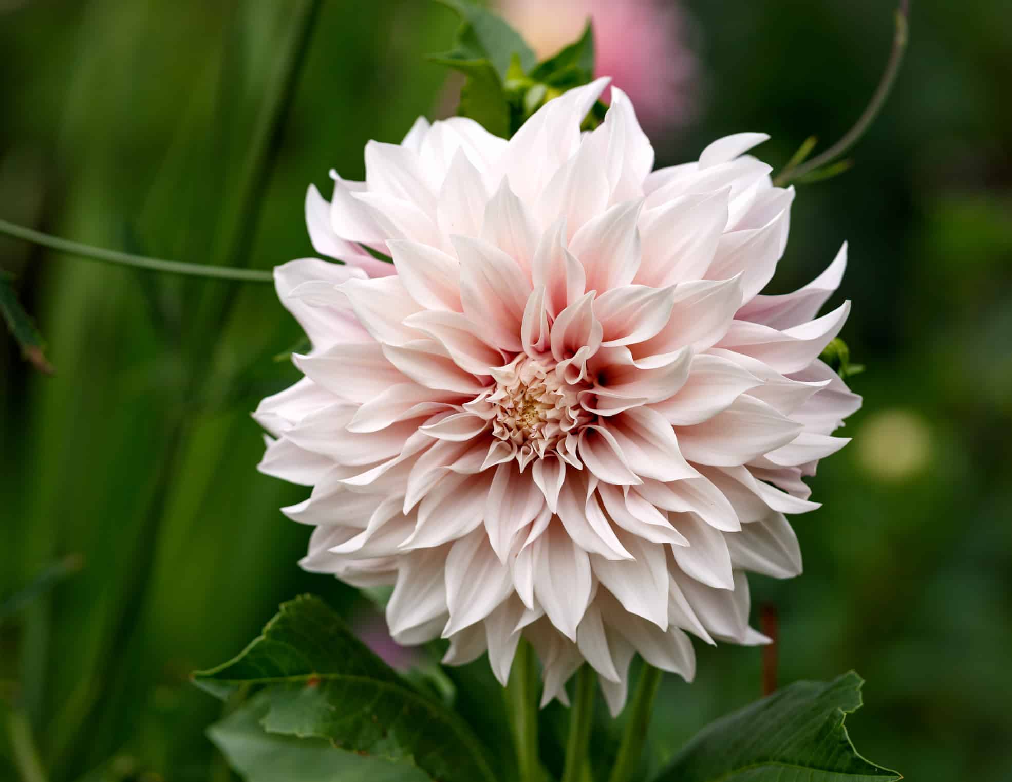 10 Types Of Dahlia Bulbs - A-Z Animals