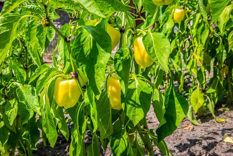 7 Different Types of Colored Bell Peppers - A-Z Animals