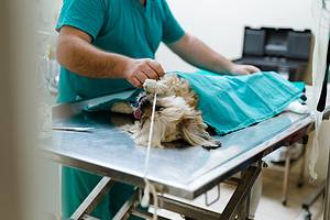 4 Types of Carcinoma in Dogs - A-Z Animals