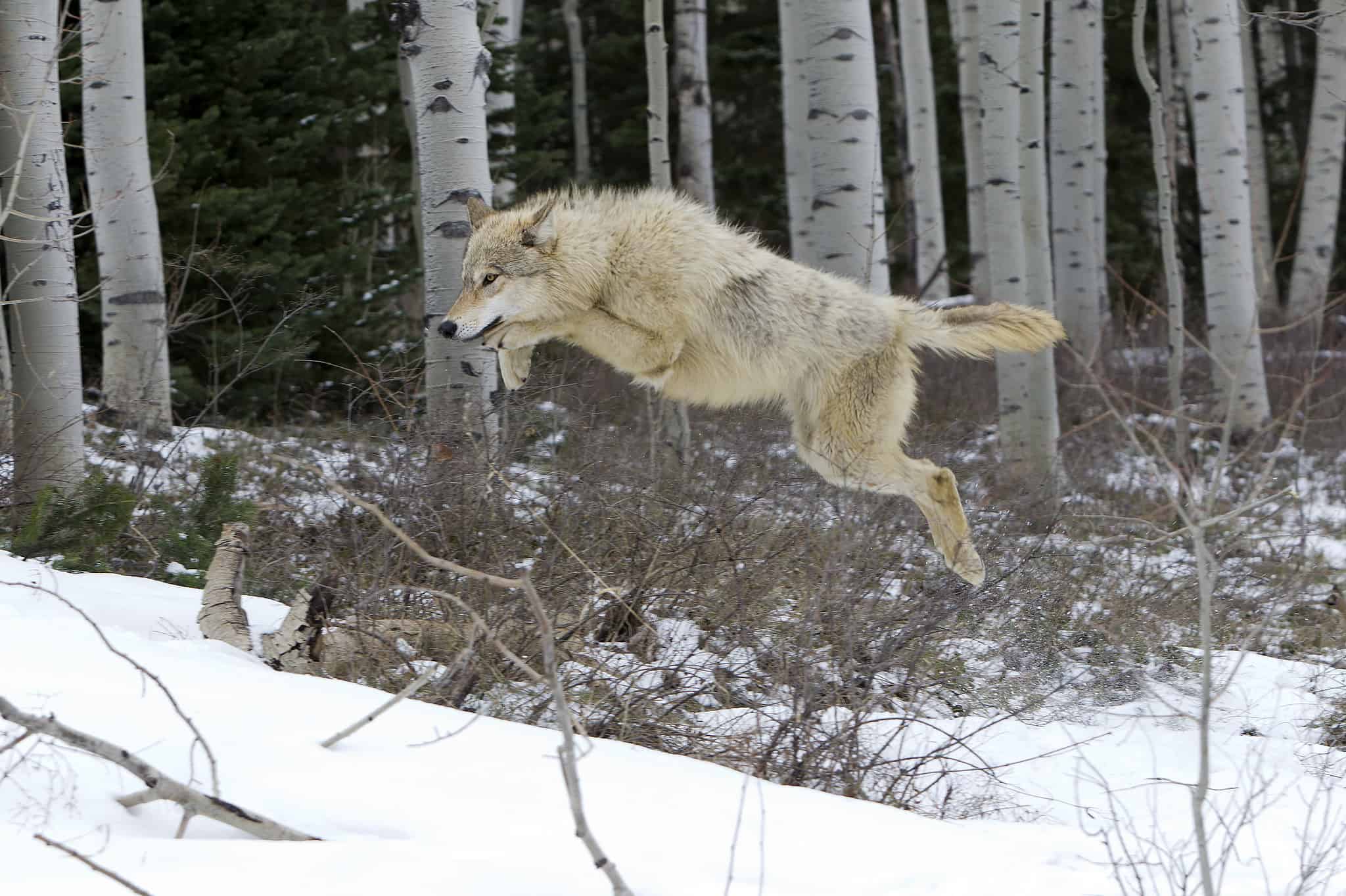 How Fast Are Wolves? Discover Top Speeds and Agility - A-Z Animals