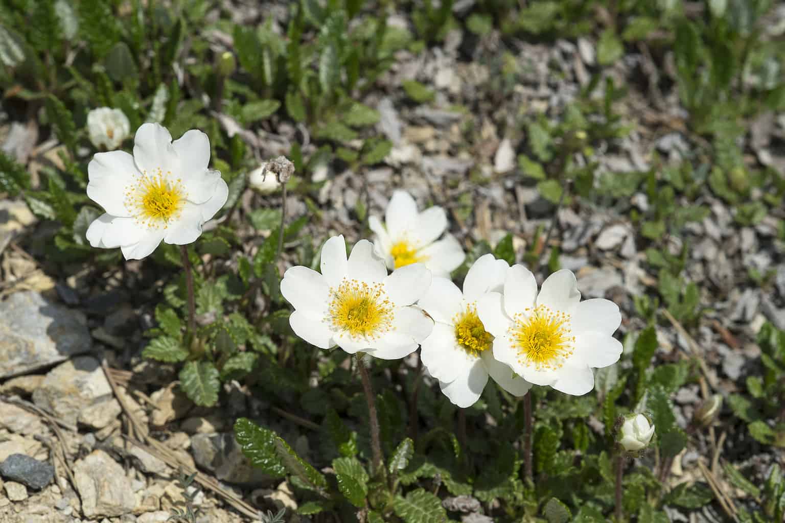 Discover The National Flower of Iceland: Mountain Avens - A-Z Animals