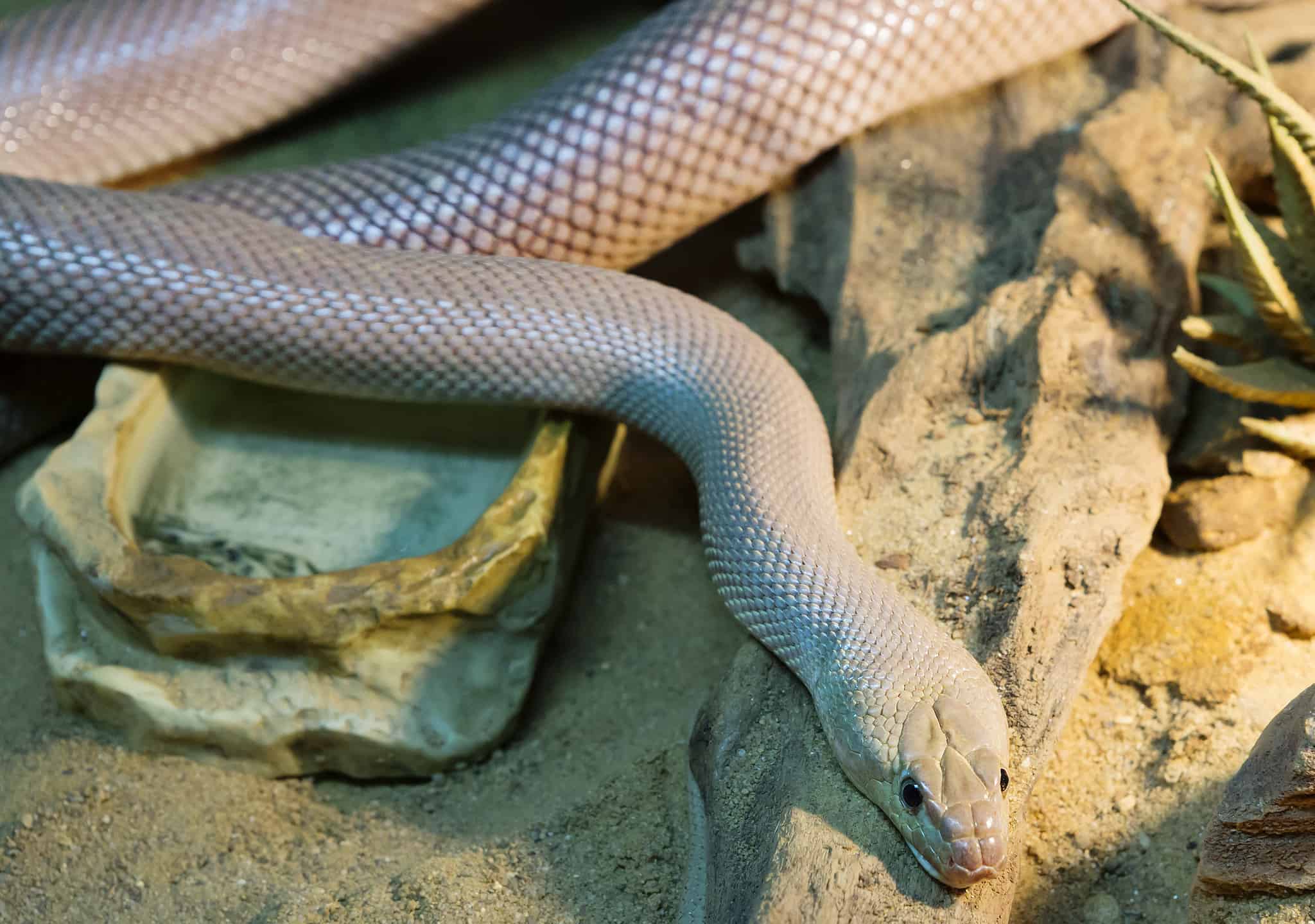 Rat Snakes Animal Facts - Pantherophis - A-Z Animals